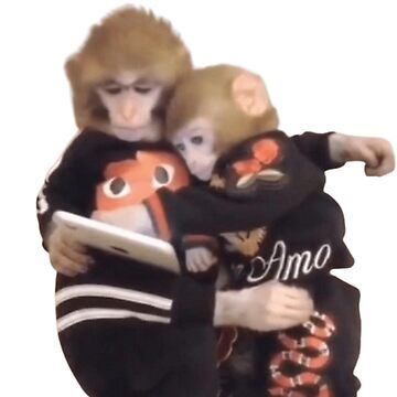 "two monkeys using an ipad meme" Sticker for Sale by kiwifruitjuice ...