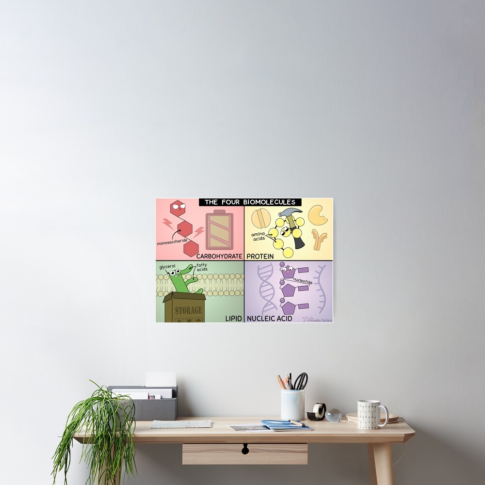 "Four Biomolecules Poster" Sticker for Sale by amoebasisters | Redbubble