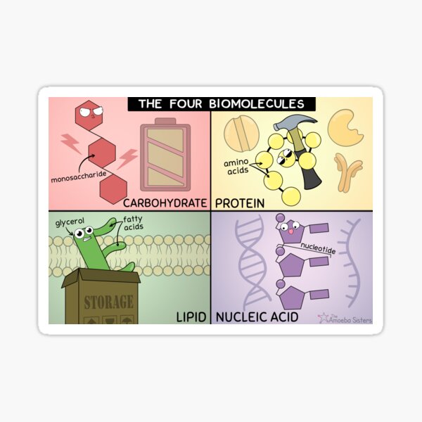 "Four Biomolecules Poster" Sticker for Sale by amoebasisters | Redbubble
