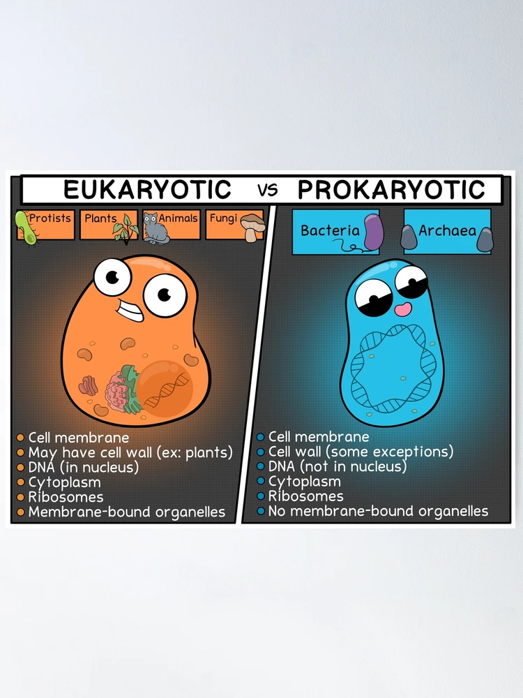 Eukaryotic And Prokaryotic Cells Science Educational School Posters