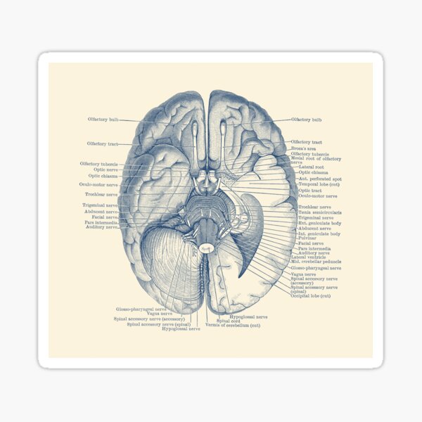 Brain Nervous Tissue Labeled