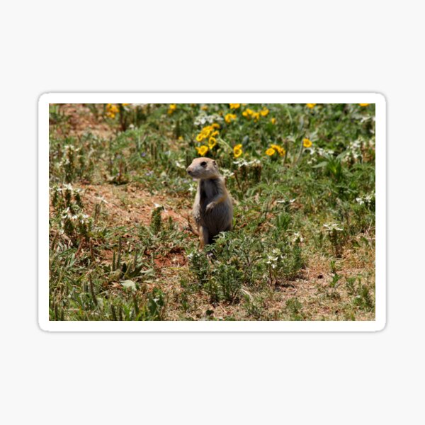 "Prairie Dog" Sticker for Sale by Dennis Consorte | Redbubble