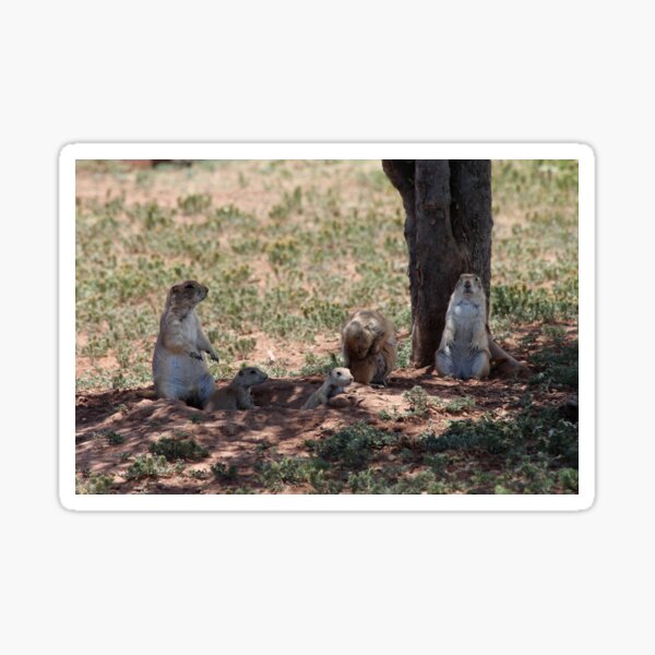 "Prairie Dog Family" Sticker for Sale by Dennis Consorte | Redbubble