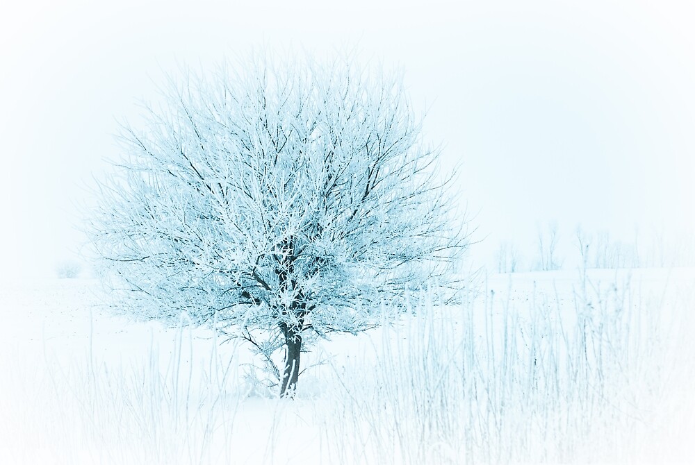 "Snow Field Tree" by Troy Stapek | Redbubble