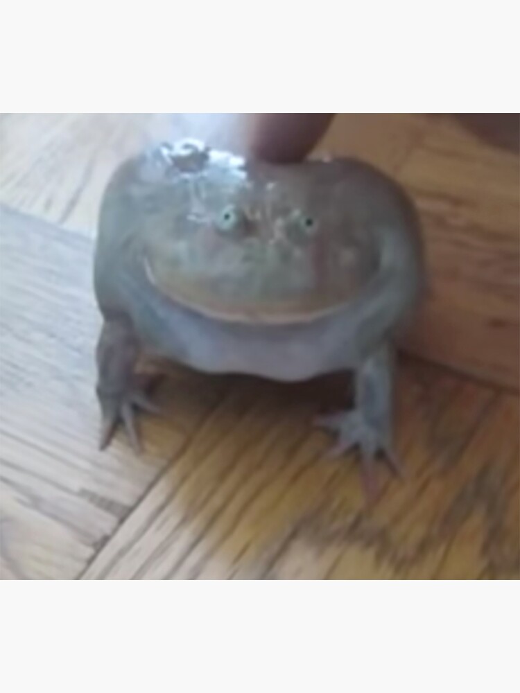 "reeee frog" Photographic Print for Sale by Midnyte | Redbubble