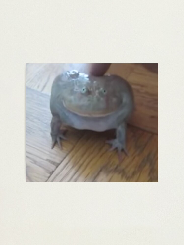 "reeee frog" Photographic Print for Sale by Midnyte | Redbubble