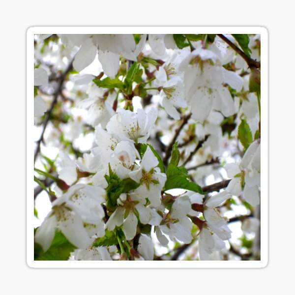 "White flowering Cherry tree" Sticker for Sale by hollycooper | Redbubble