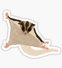 Sugar Glider Stickers | Redbubble