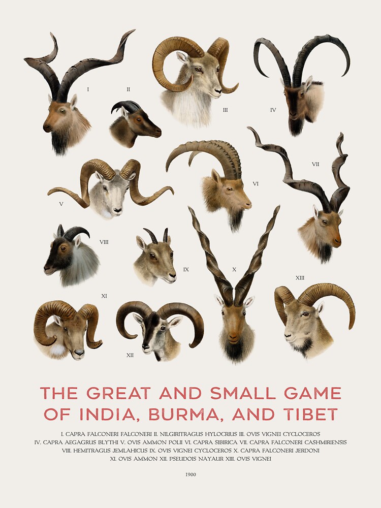 "Wild animals chart: Goats and Sheeps" Sticker for Sale by Vintagrafica ...