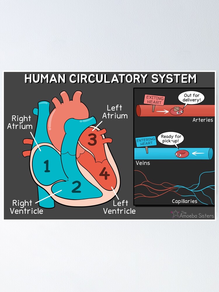 "Human Circulatory System" Poster for Sale by amoebasisters | Redbubble