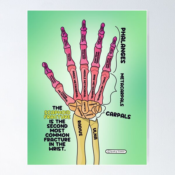 "Hand Anatomy " Poster for Sale by morgansaied | Redbubble