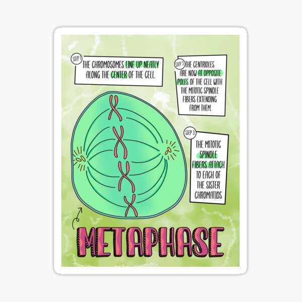 Mitosis Merch & Gifts for Sale | Redbubble