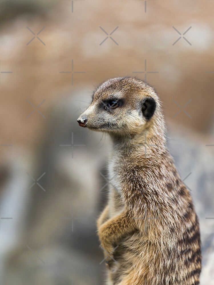 "meerkat" Poster by OE993 | Redbubble