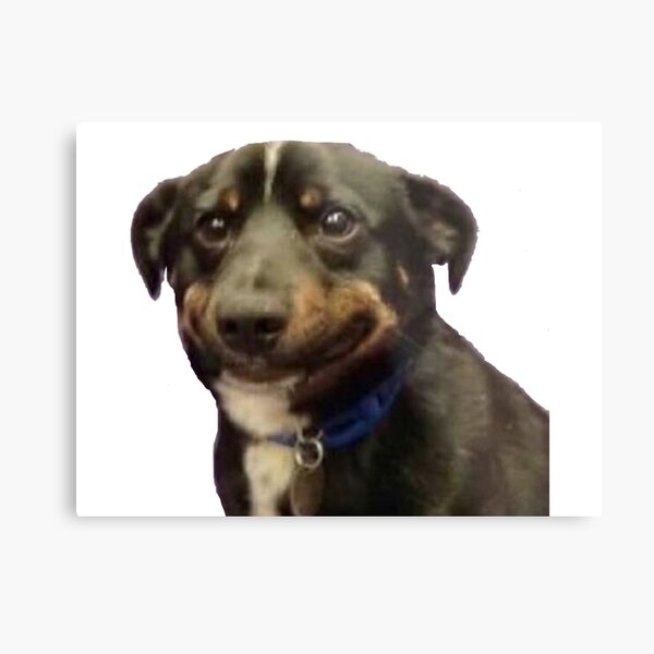 "awkward dog smile meme" Metal Print for Sale by syracuse2 | Redbubble