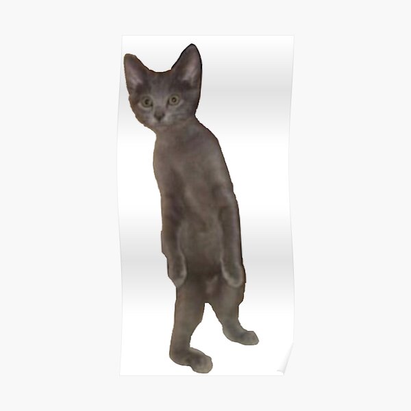 Póster «gato incómodo meme de pie» de syracuse2 | Redbubble