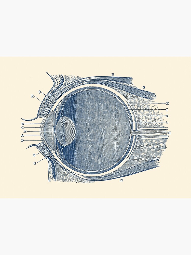 Eye Anatomy Diagram Unlabeled
