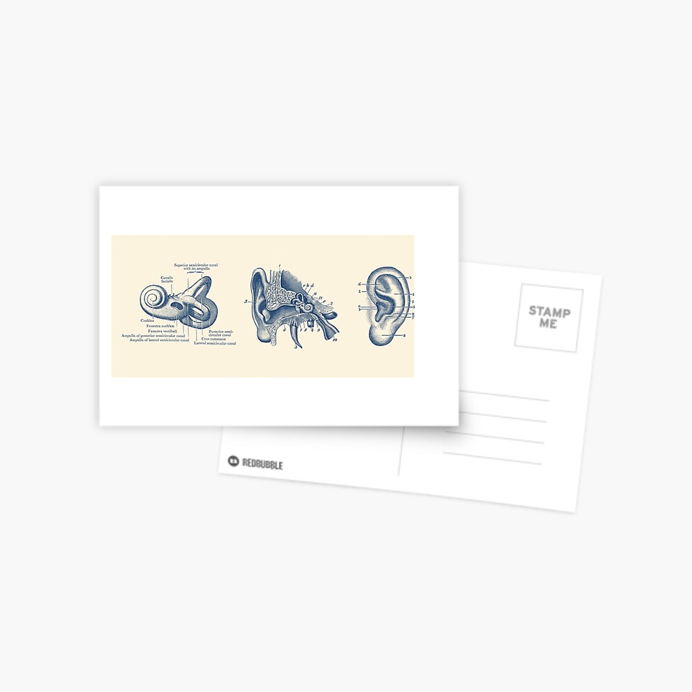 "Human Ear Anatomy Diagram" Postcard by VAposters | Redbubble