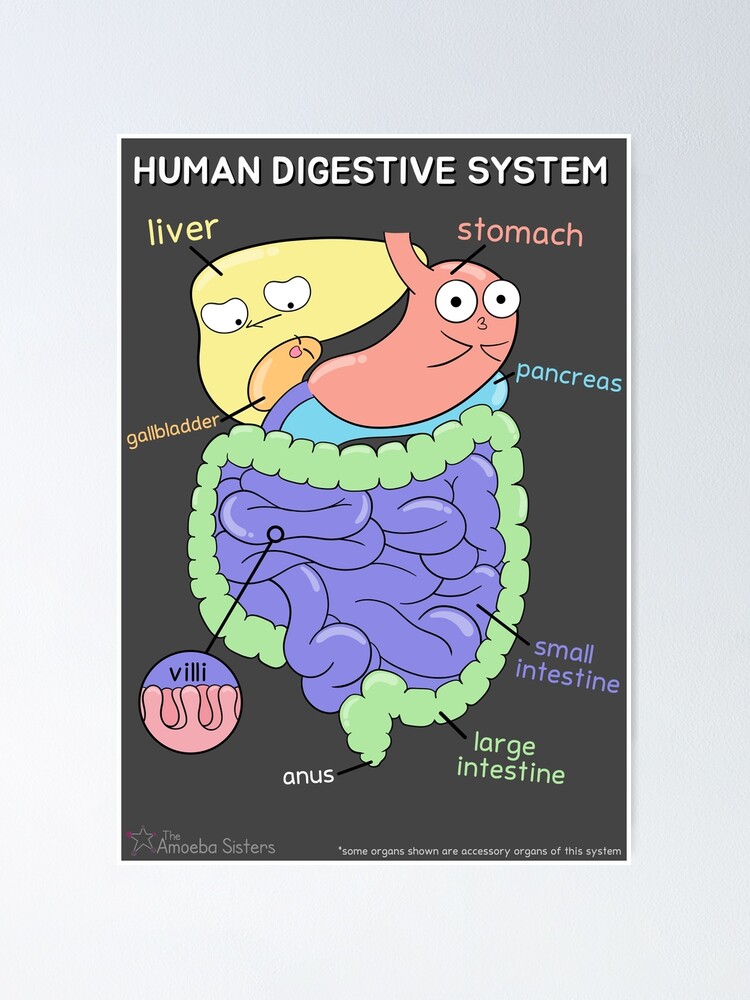 "Human Digestive System" Poster for Sale by amoebasisters | Redbubble