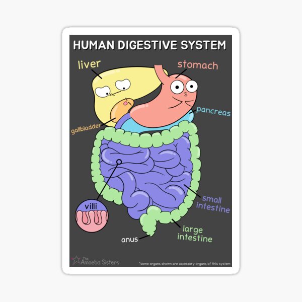 Digestive System Funny