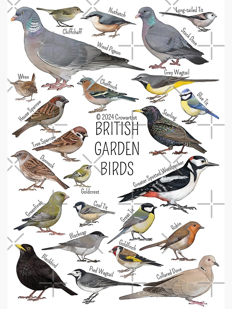 "British garden birds ID chart poster" Postcard for Sale by Crowartist ...