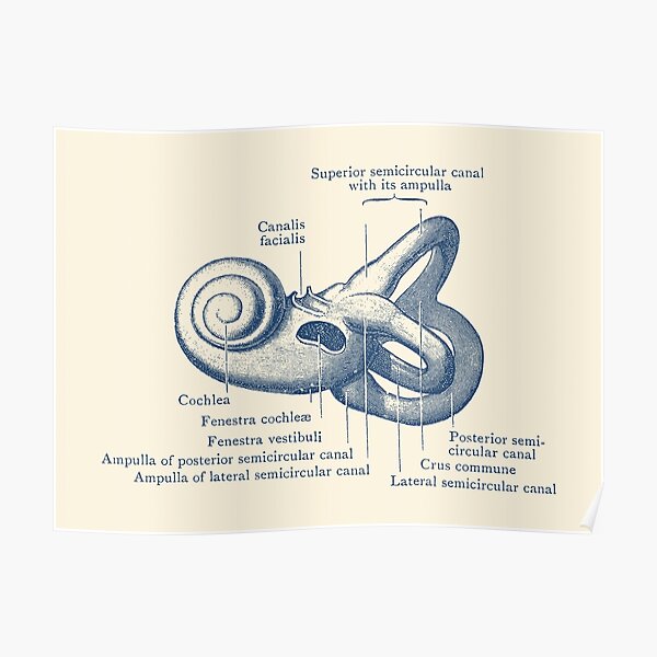 "Inner Ear Anatomy Diagram" Poster for Sale by VAposters | Redbubble
