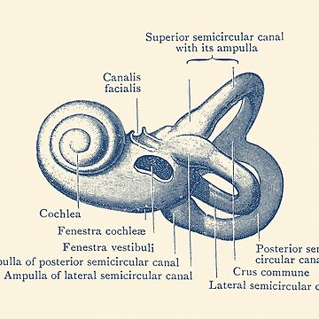Inner Ear Anatomy Diagram