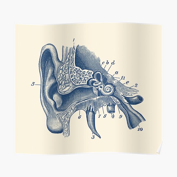 "Human Inner Ear Anatomy Diagram" Poster for Sale by VAposters | Redbubble