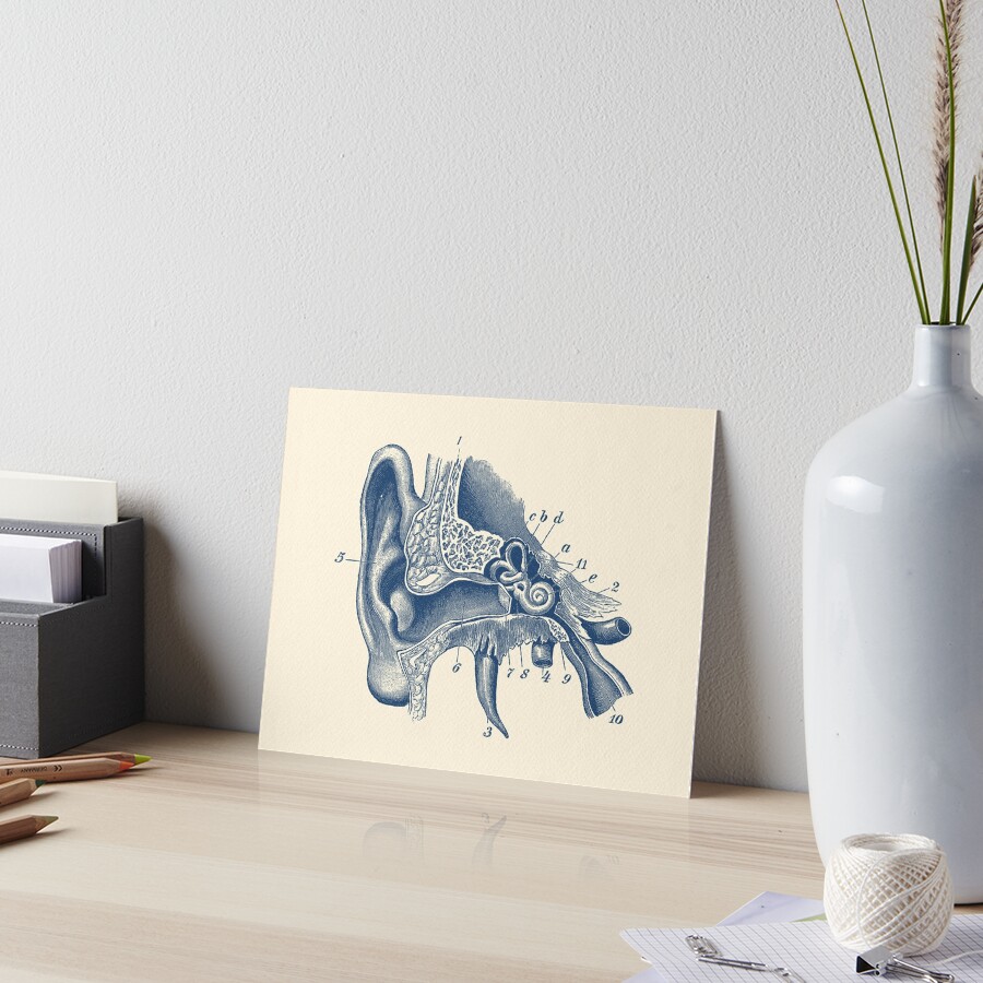 "Human Inner Ear Anatomy Diagram" Poster for Sale by VAposters | Redbubble