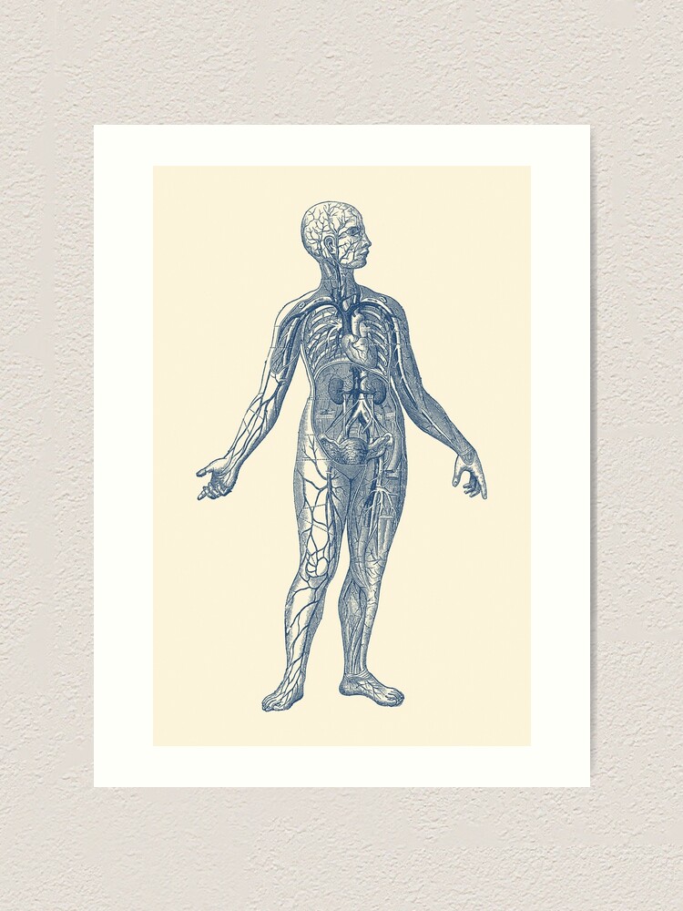 "Venous System Diagram - Vintage Anatomy" Art Print by VAposters ...