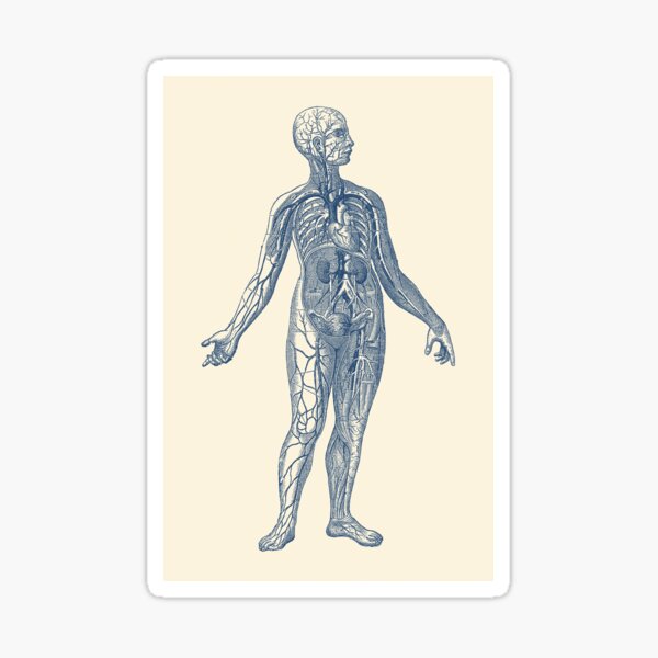 "Venous System Diagram - Vintage Anatomy" Sticker for Sale by VAposters ...