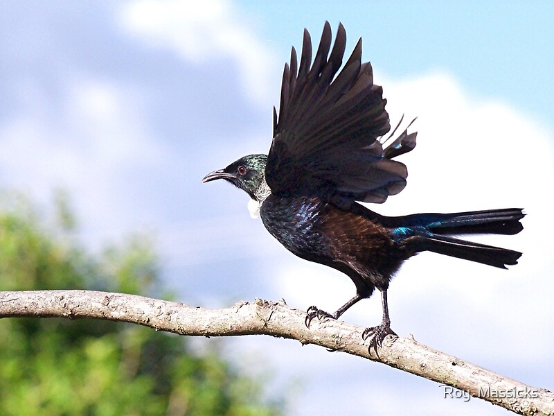 "Tui.......a two point landing......!!" by Roy Massicks | Redbubble