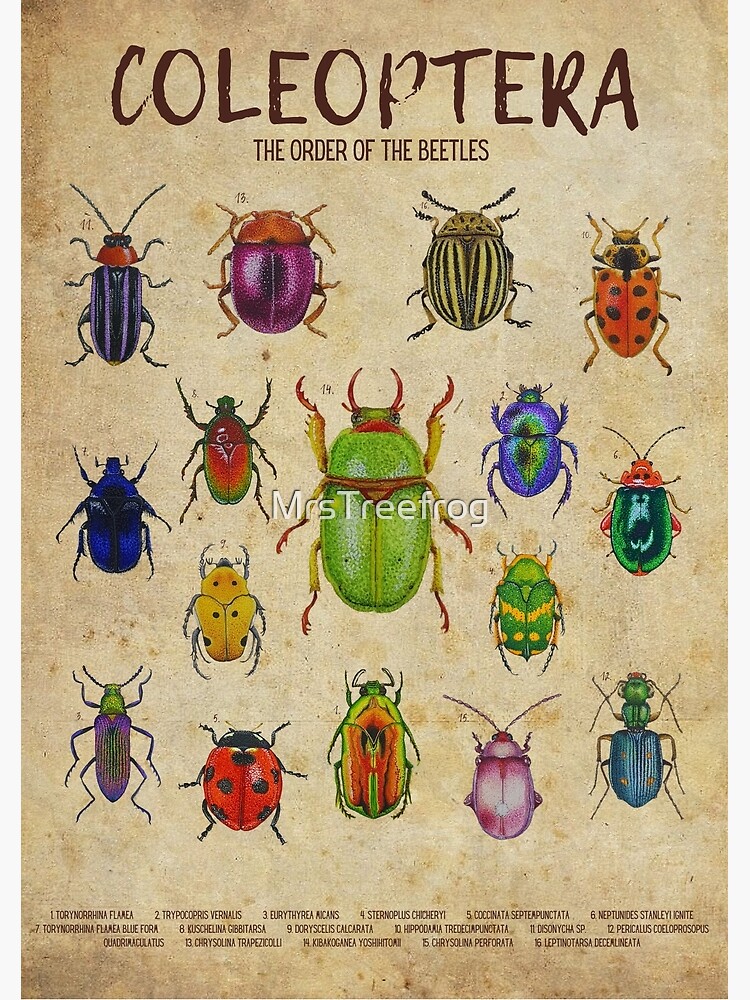 "Coleoptera Beetle Illustration Poster" Poster for Sale by MrsTreefrog ...