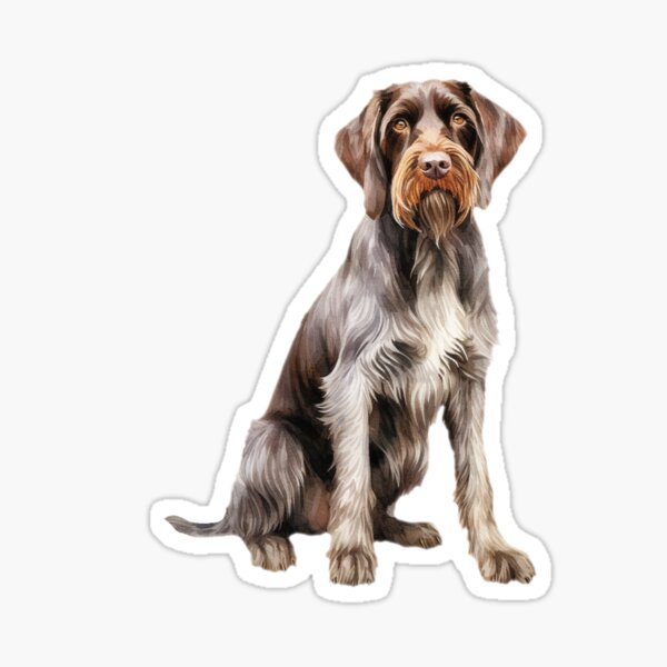 "German Wirehaired Pointer best friend " Sticker by DavidBriot | Redbubble
