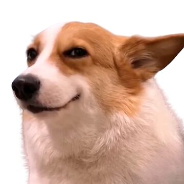 "Sly smiling dog corgi viral meme" Sticker for Sale by ARTmhmood ...