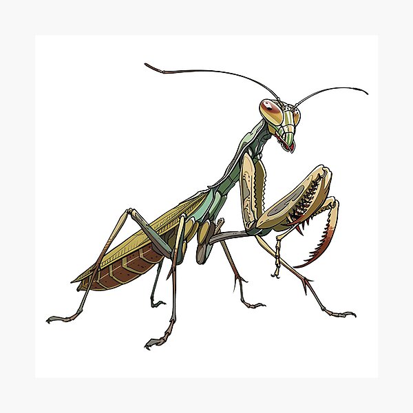 Anatomía De La Mantis Religiosa