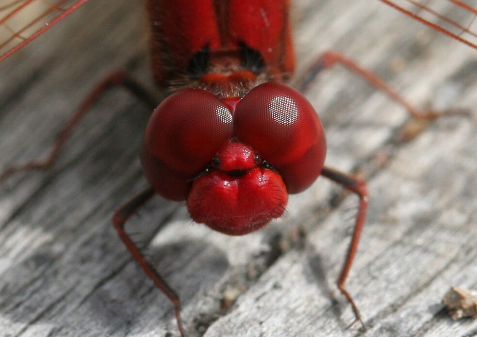 "Scarlet percher dragonfly (Diplacodes haematodes)" by Rick Fin | Redbubble