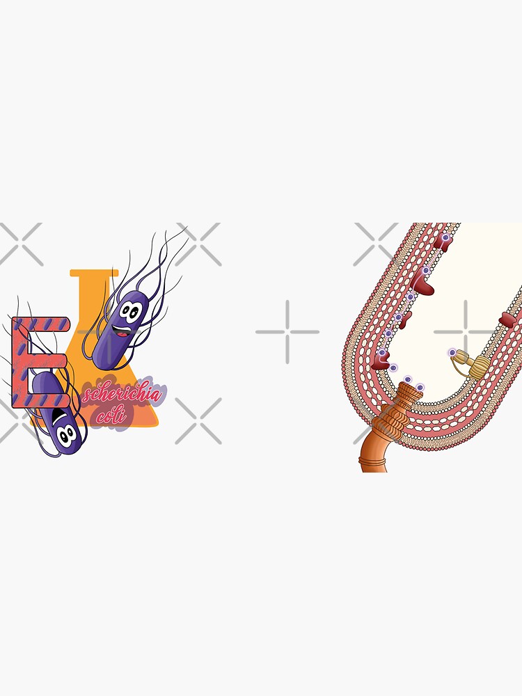 "Escherichia coli coloured - letter E from Coloured bacteria from A to ...