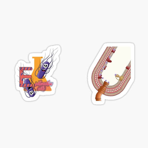 "Escherichia coli coloured - letter E from Coloured bacteria from A to ...