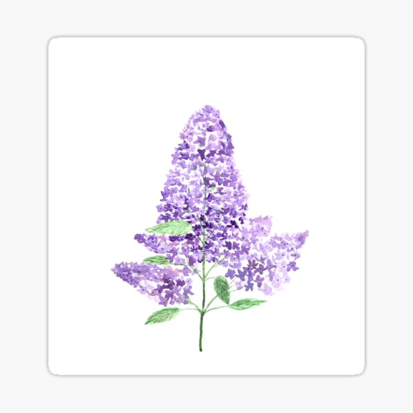 "Lilacs purple flowers watercolor " Sticker by cameronka1 | Redbubble