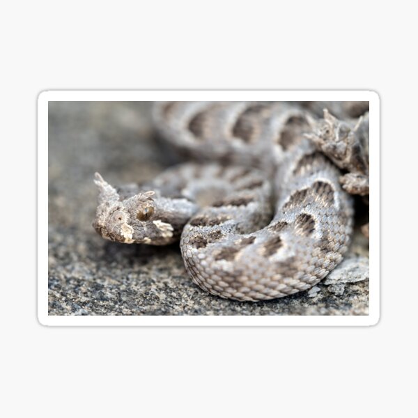 "Many-Horned Adder (Bitis cornuta)" Sticker for Sale by Willem Van Zyl ...