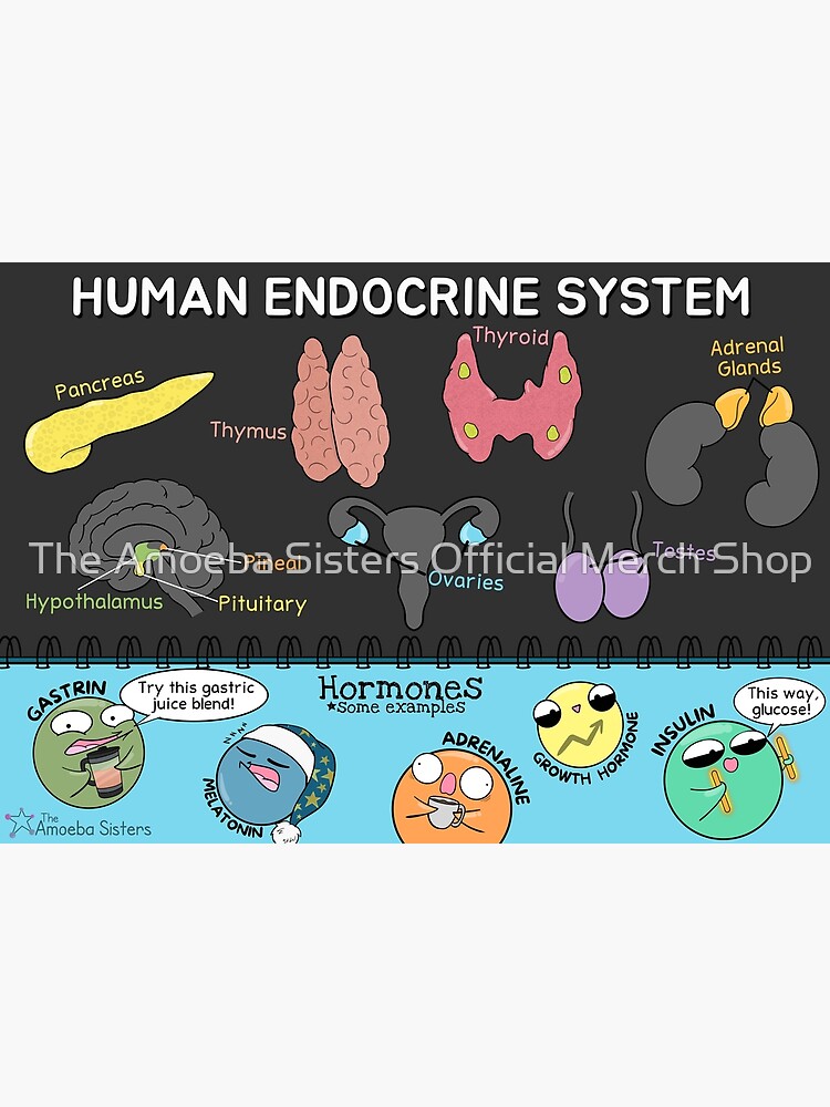"Human Endocrine System" Poster for Sale by amoebasisters | Redbubble