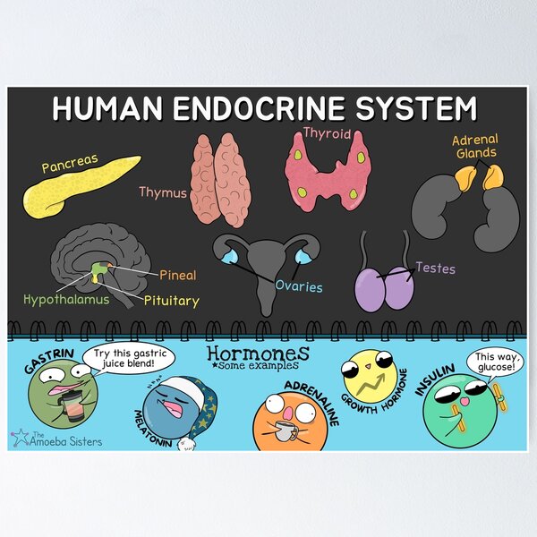 "Human Endocrine System" Poster for Sale by amoebasisters | Redbubble