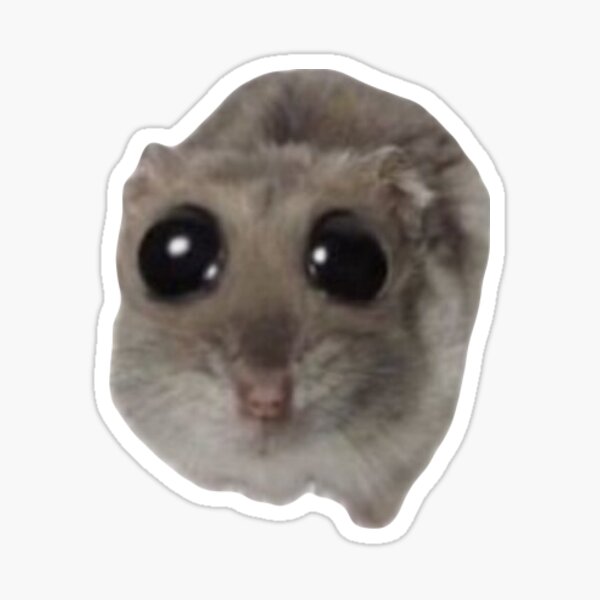 "Big eye hamster meme" Sticker for Sale by scalzone0523 | Redbubble