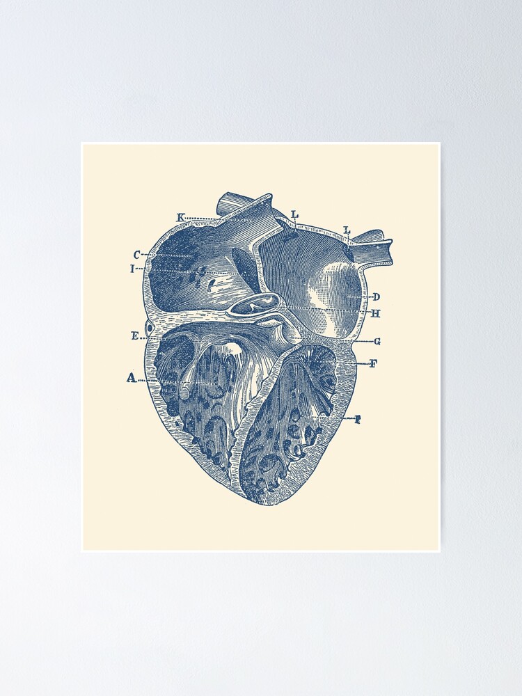 "Inner Heart Diagram - Vintage Anatomy" Poster for Sale by VAposters ...