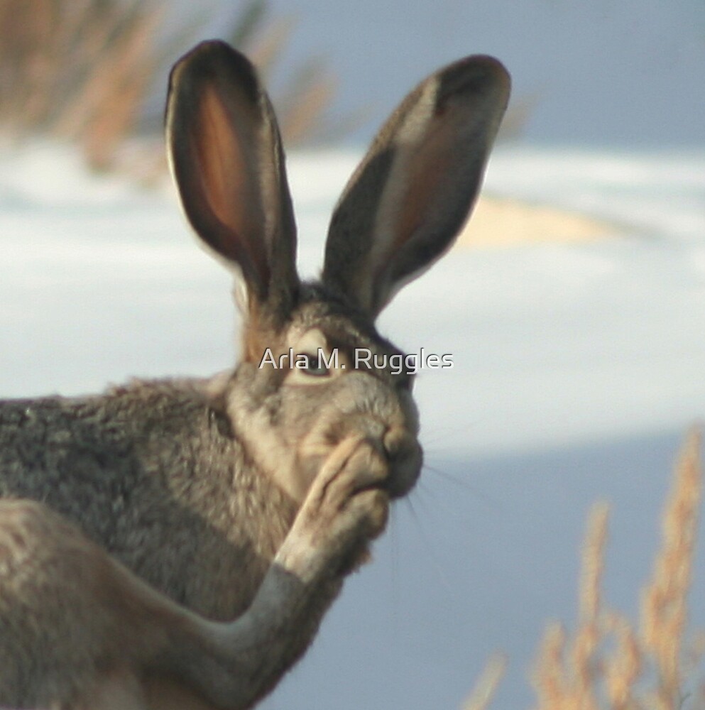 "Impudent Jack" by Arla Ruggles | Redbubble