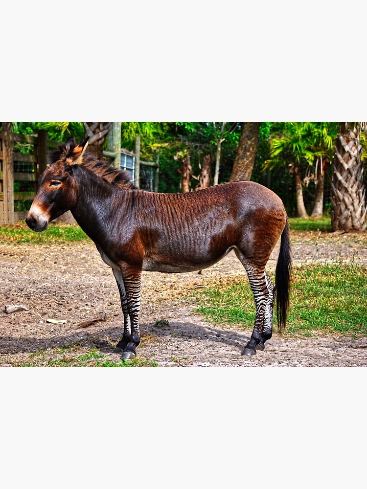 "Zebroid a cross between a zebra and a donkey" Sticker for Sale by Peter Etchells | Redbubble