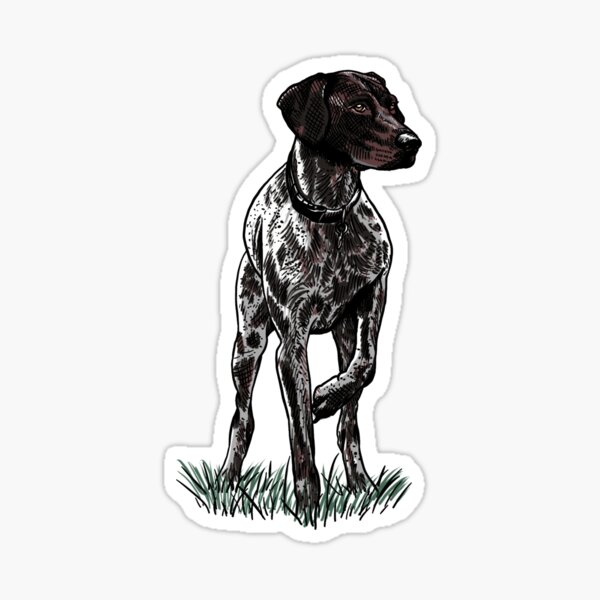 "German Shorthaired Pointer" Sticker for Sale by emmyloudesigns | Redbubble