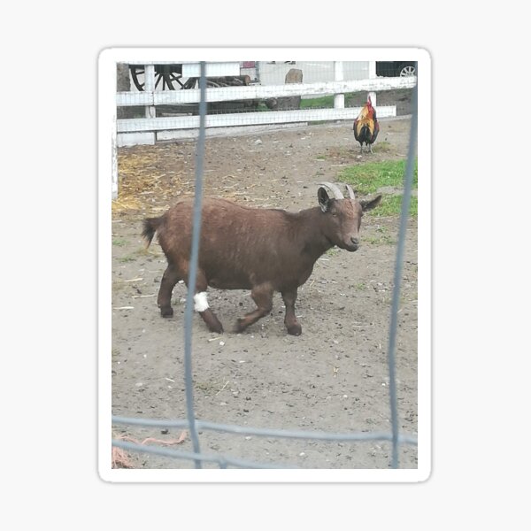 "The Goat" Sticker for Sale by RinHoshigumo | Redbubble