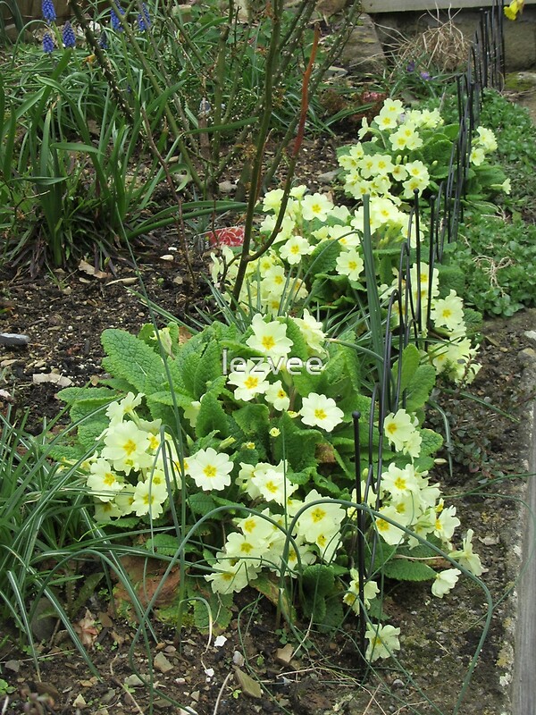 "Primrose Border (Primula vulgaris)" by lezvee | Redbubble