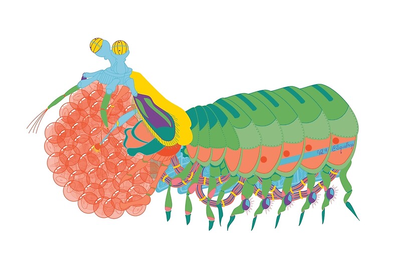 "Robot Mantis Shrimp" by squidhop | Redbubble